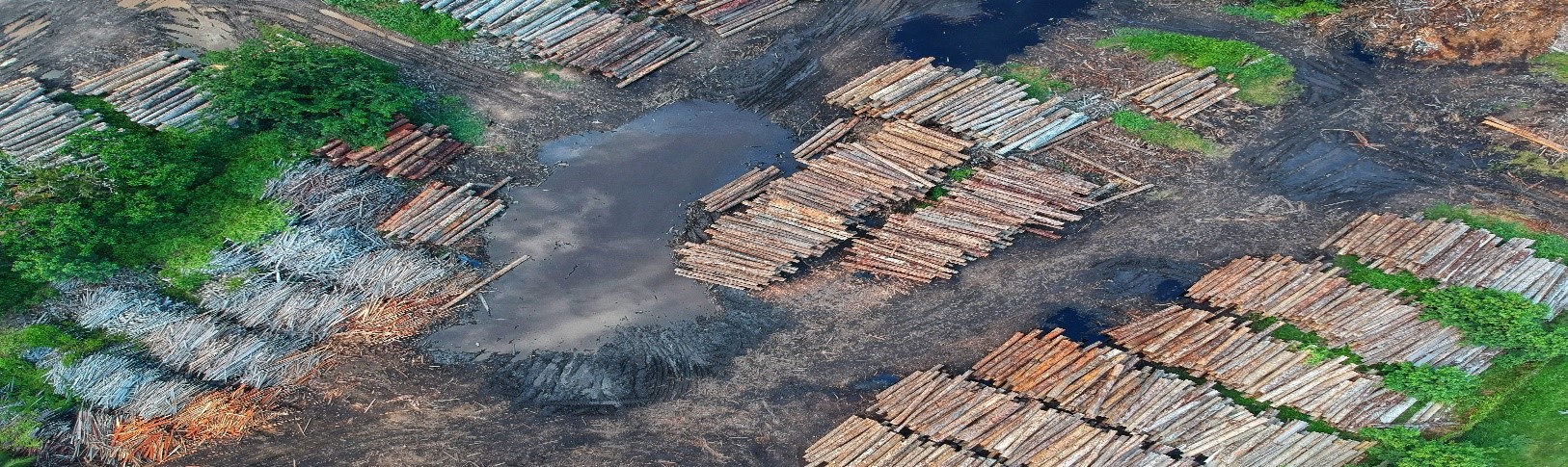 The Impact of Deforestation on the Environment and Sustainable Development